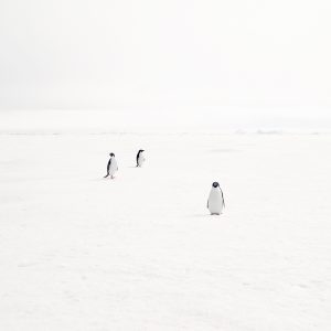Adeli Penguins On Fast Ice, Antarctic by David Burdeny - Susan Spiritus ...